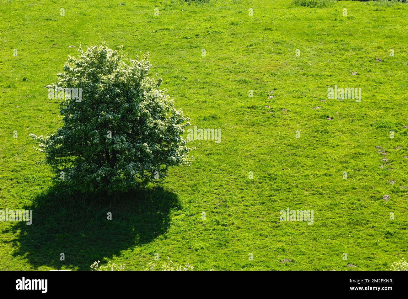 A small tree on a hill side Stock Photo - Alamy