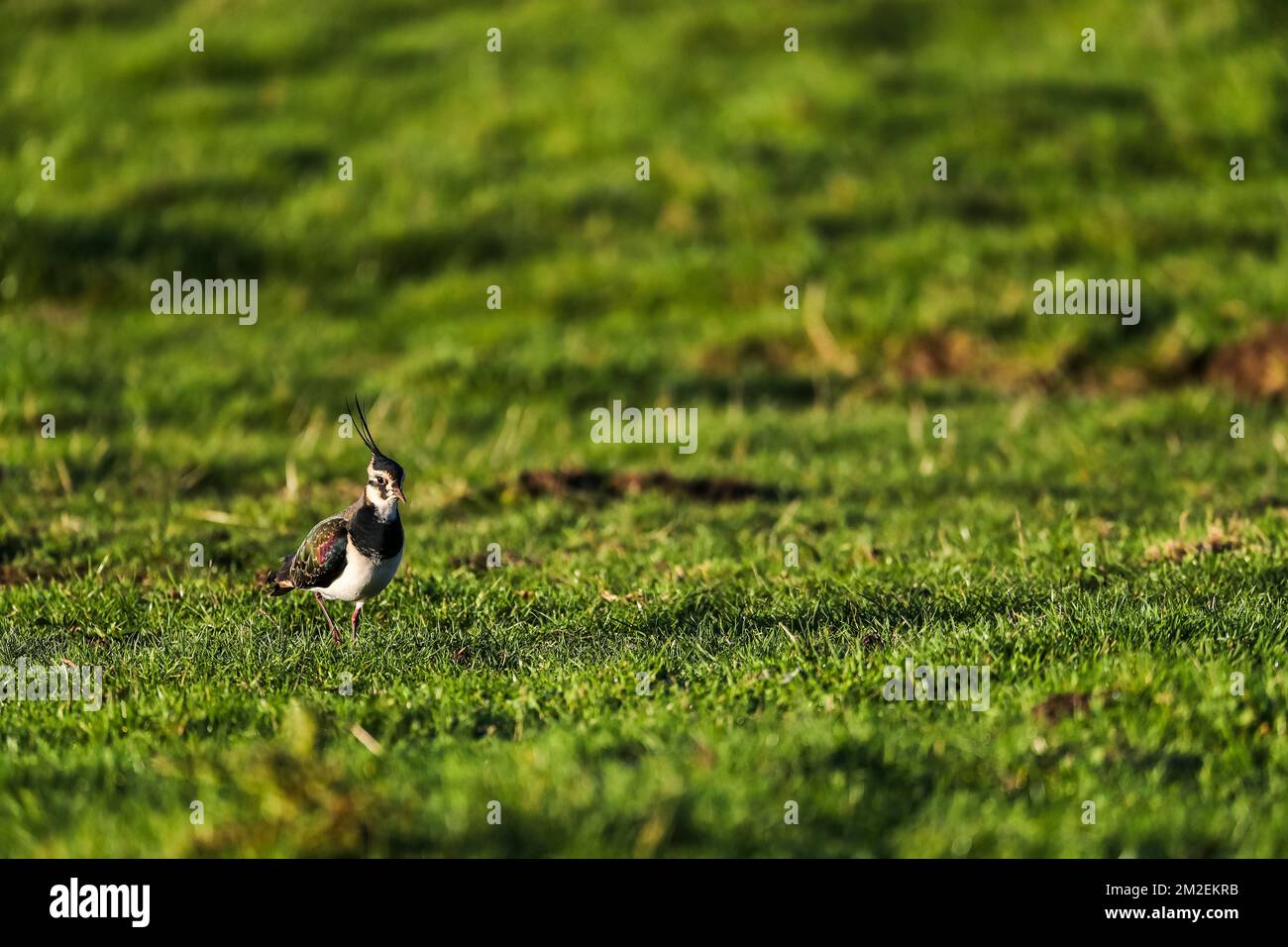 Lapwing. Winter at Slimbridge, The Wildfowl and Wetlands Trust bird ...