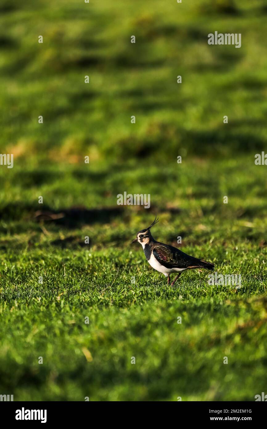 Lapwing. Winter at Slimbridge, The Wildfowl and Wetlands Trust bird ...
