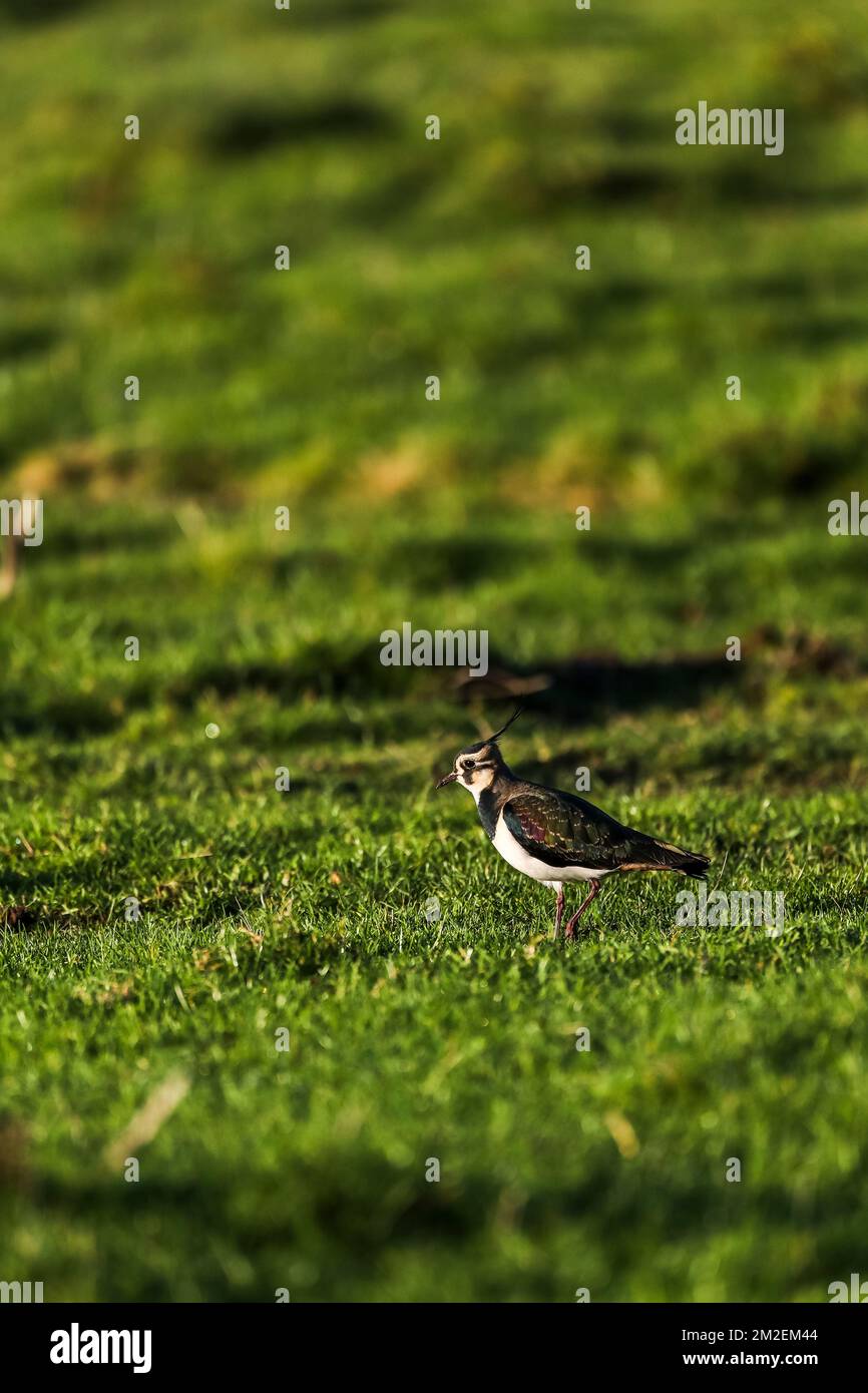 Lapwing. Winter at Slimbridge, The Wildfowl and Wetlands Trust bird ...