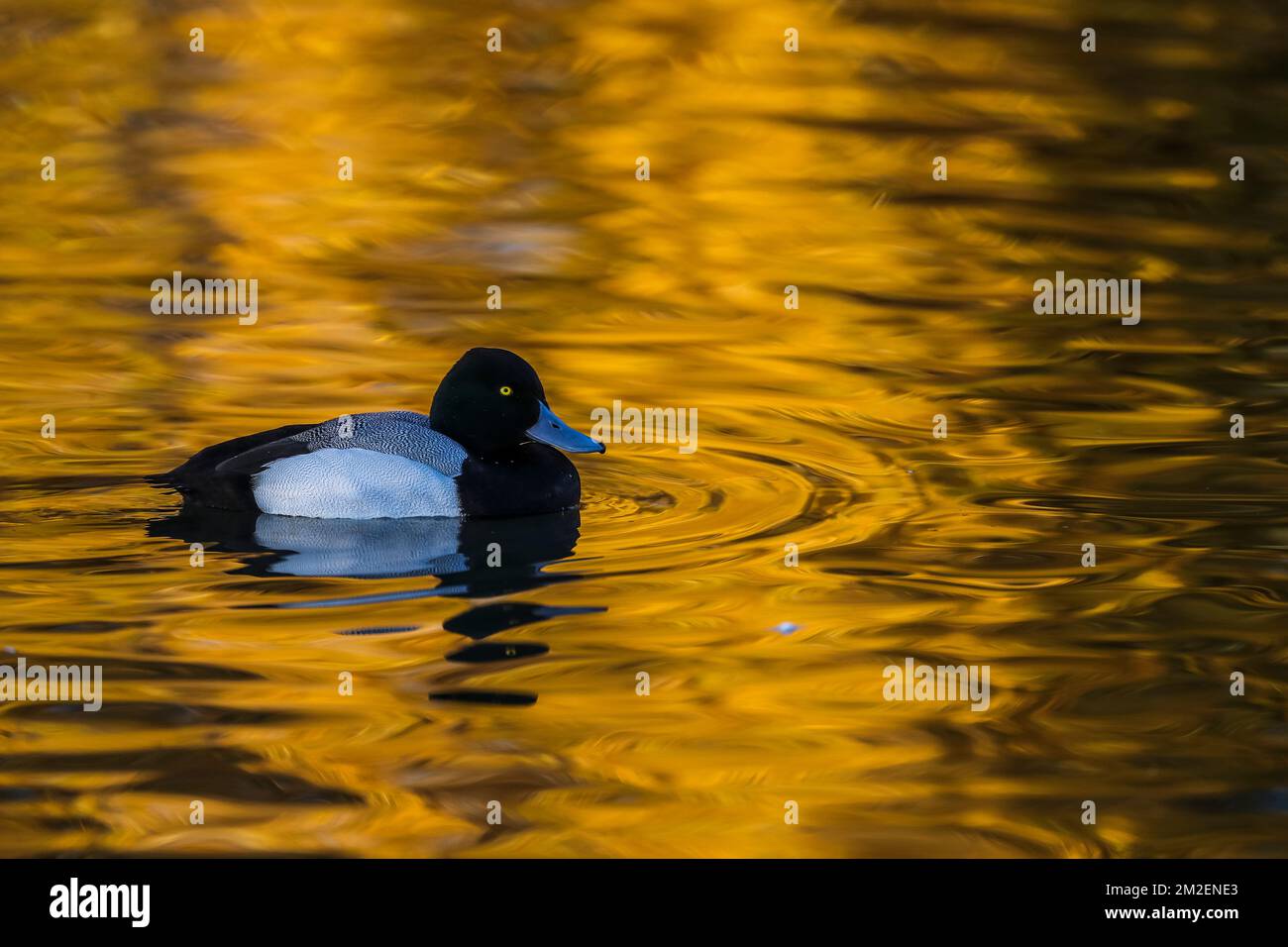 Scaup. Winter at Slimbridge, The Wildfowl and Wetlands Trust bird ...
