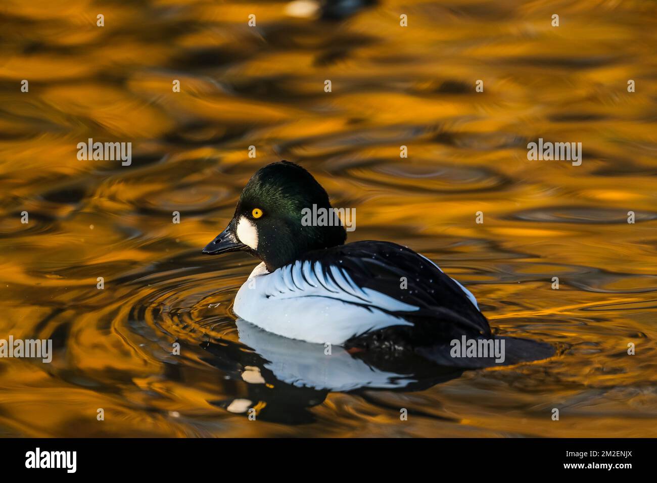 Goldeneye uk autumn hi-res stock photography and images - Alamy