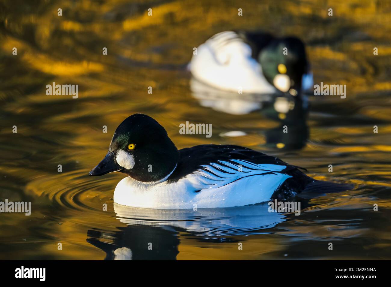 Male Goldeneye. Winter at Slimbridge, The Wildfowl and Wetlands Trust ...