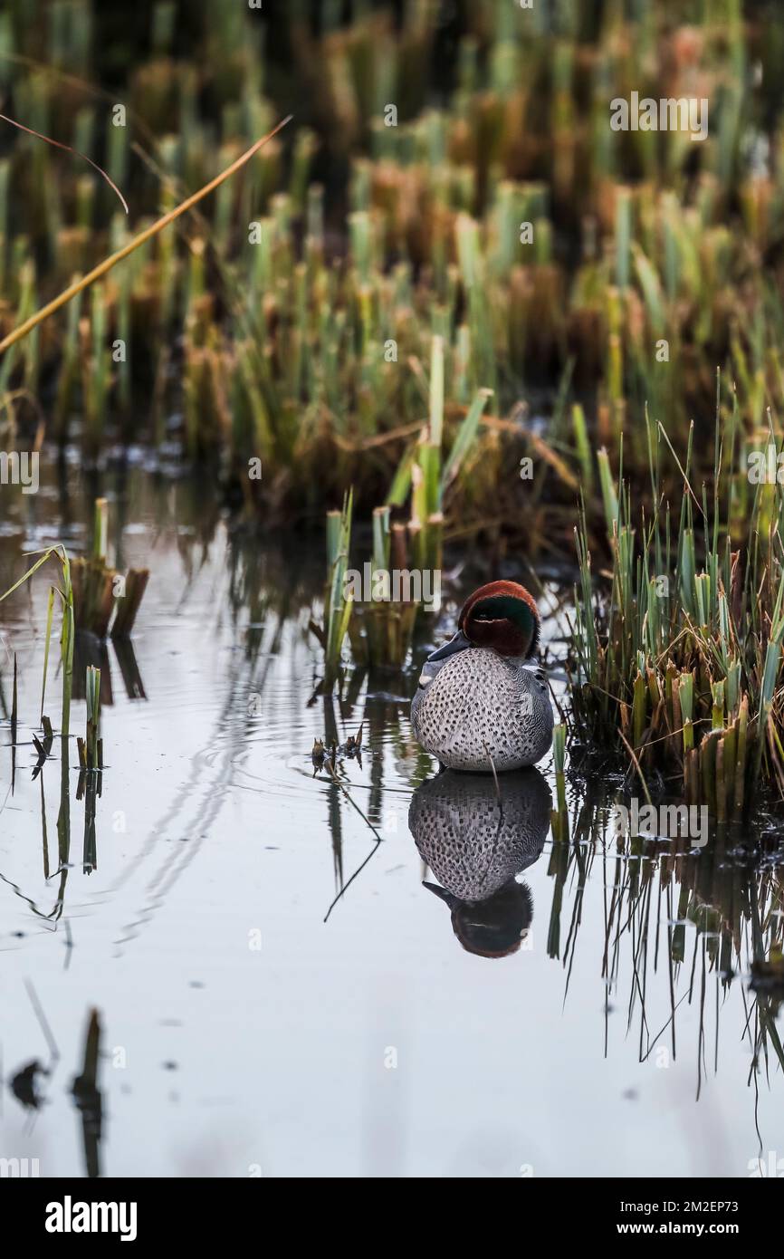 Male Teal. Winter at Slimbridge, The Wildfowl and Wetlands Trust bird ...
