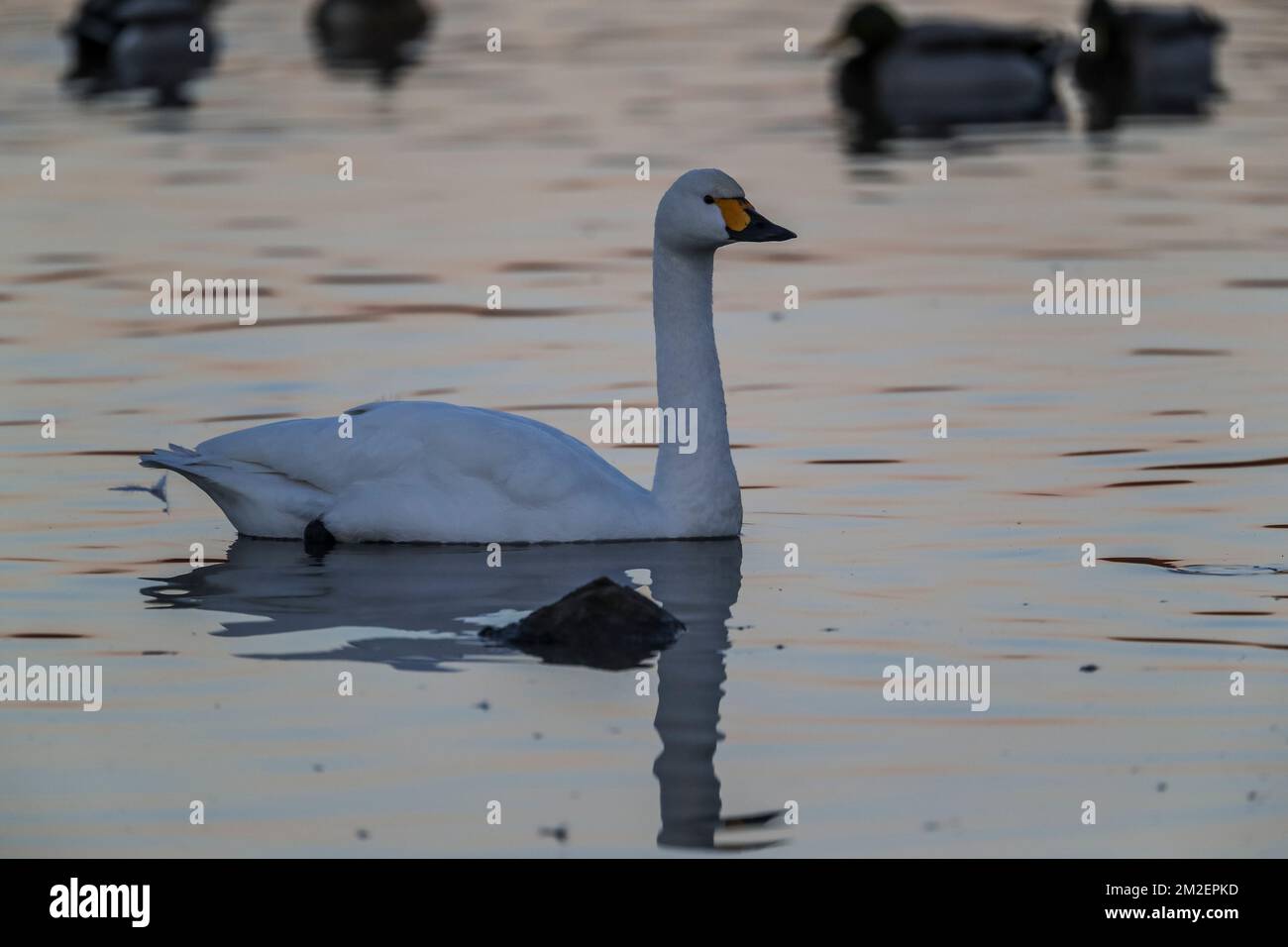 Bewick's swan. Winter at Slimbridge, The Wildfowl and Wetlands Trust ...