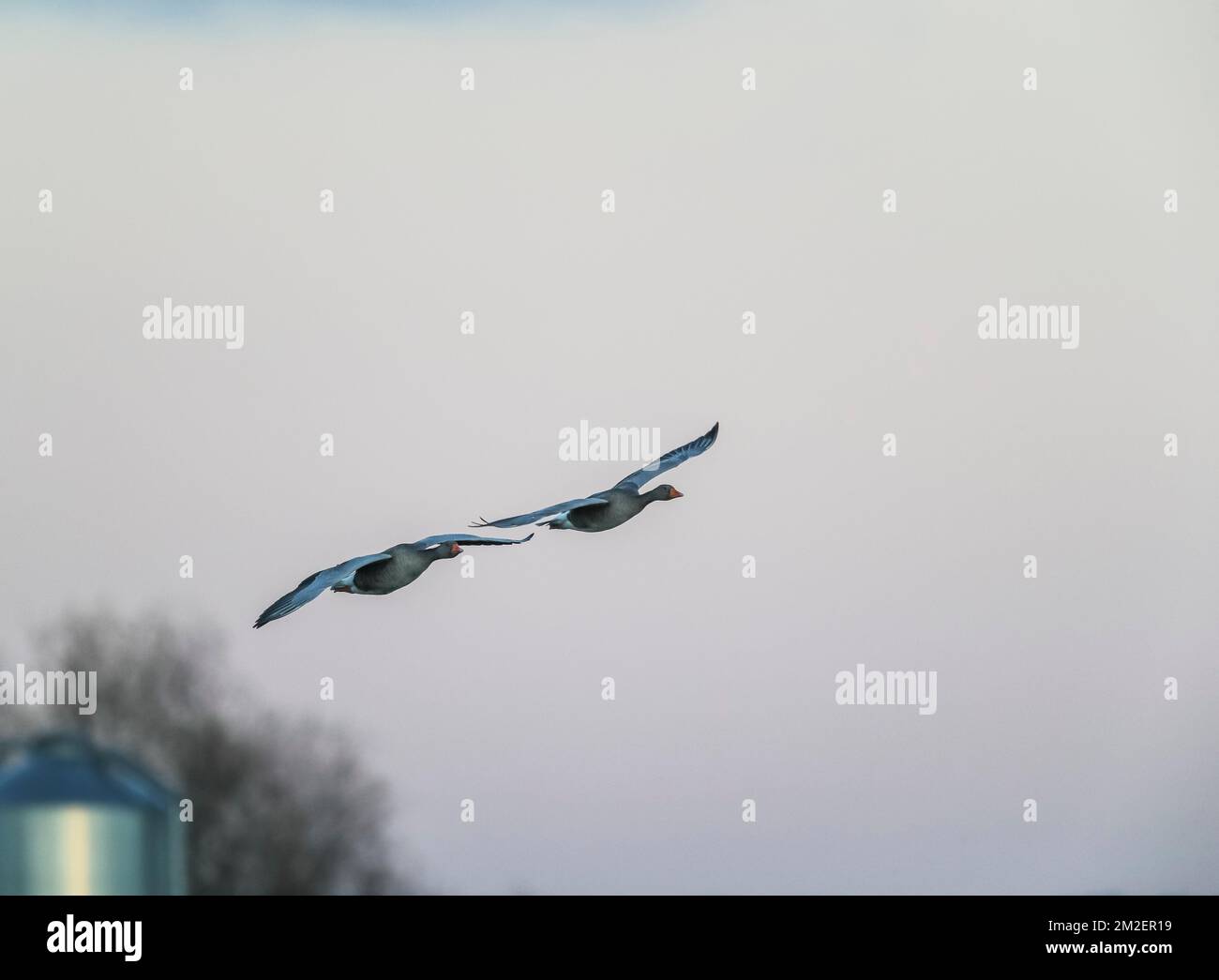 Bewick's swan. Winter at Slimbridge, The Wildfowl and Wetlands Trust ...