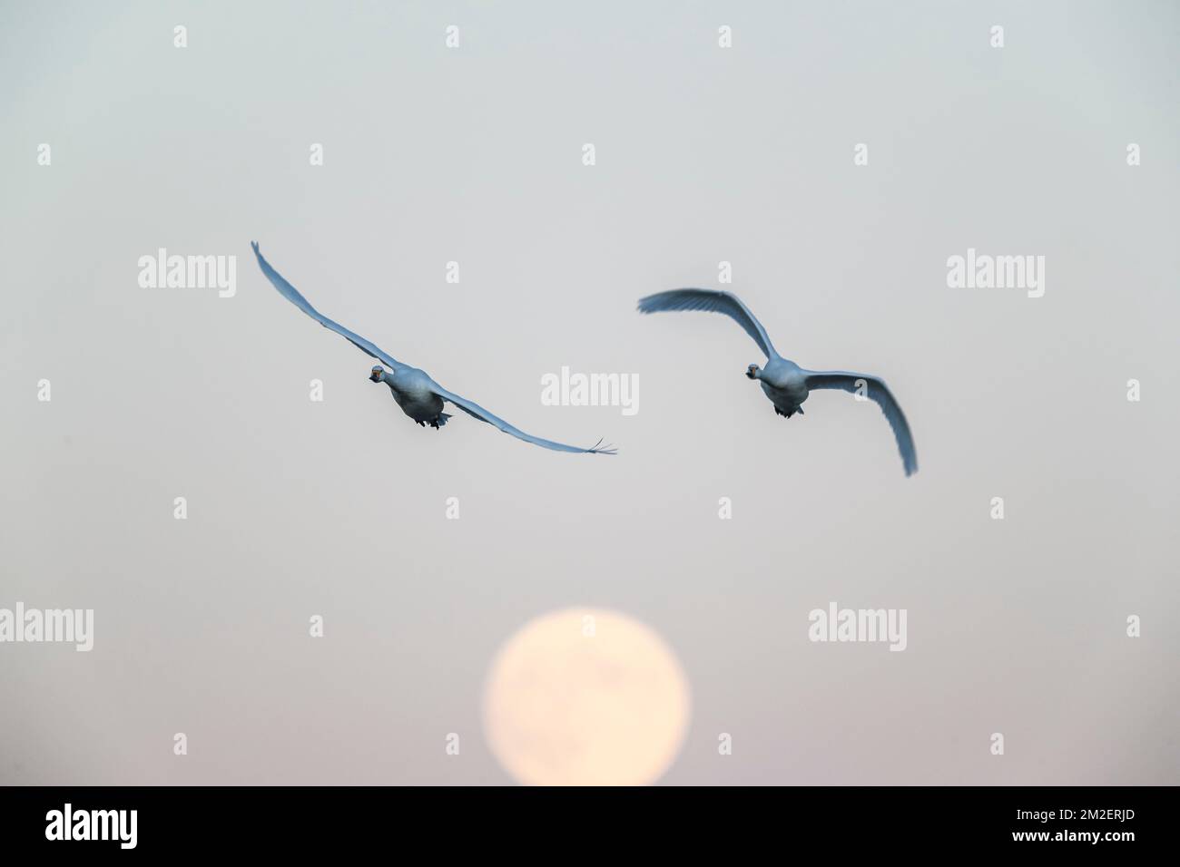 Bewick's swan. Winter at Slimbridge, The Wildfowl and Wetlands Trust ...