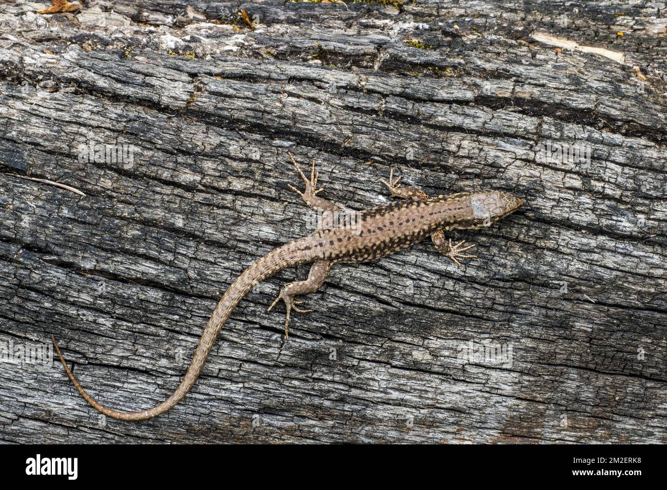 Common wall lizard (Podarcis muralis / Lacerta muralis) basking in the ...