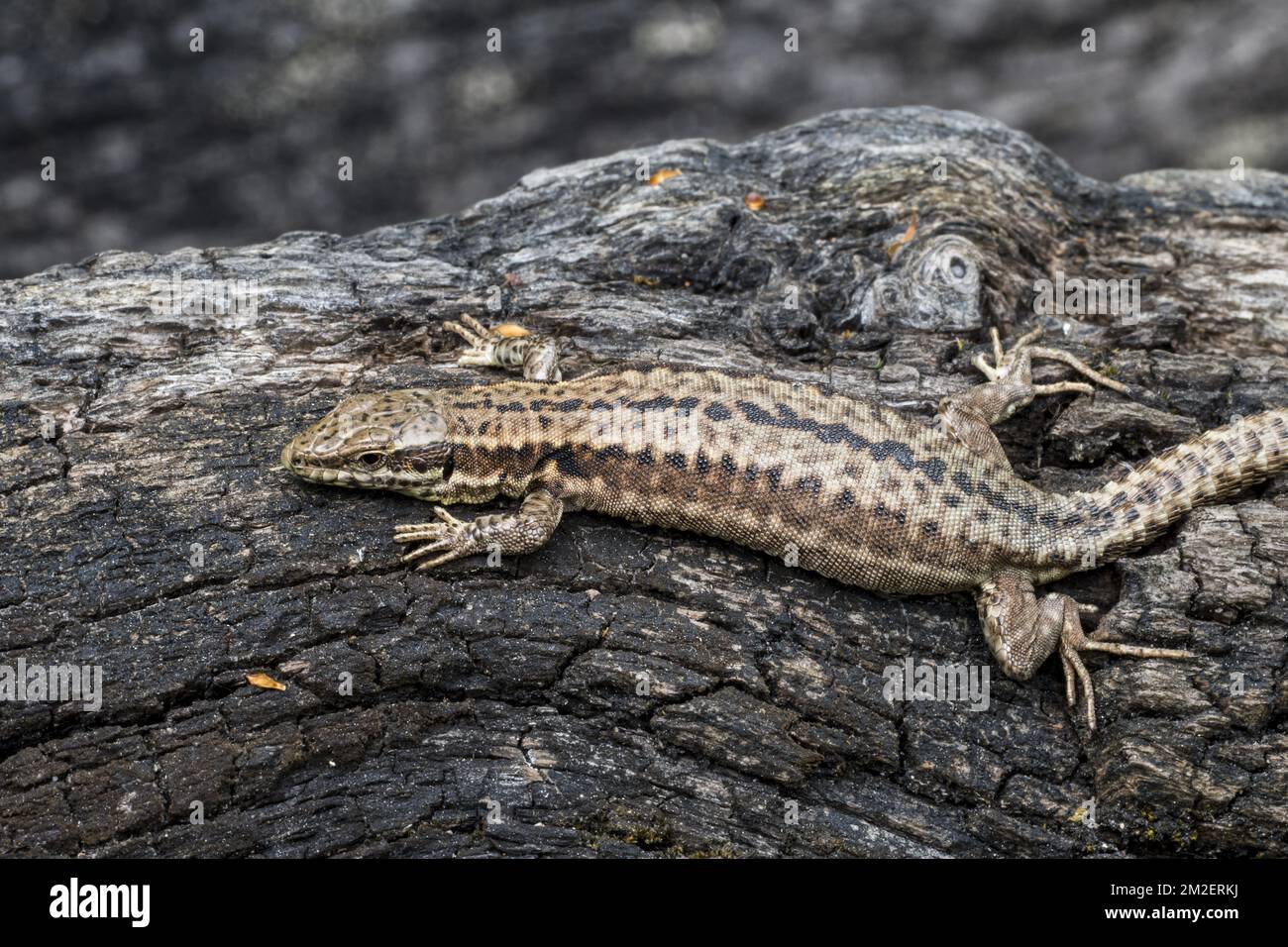 Common wall lizard (Podarcis muralis / Lacerta muralis) basking in the ...