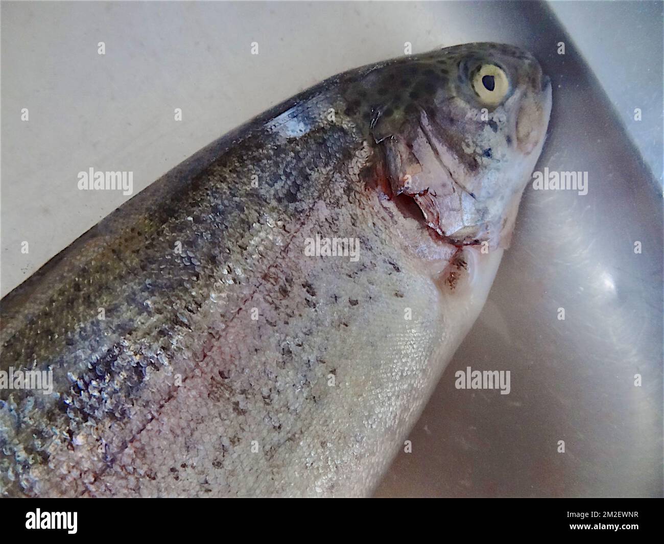Forel hi-res stock photography and images - Alamy