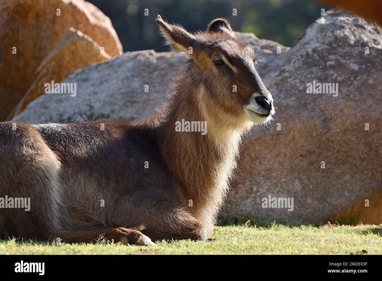 Parc de cerfs hi-res stock photography and images - Alamy