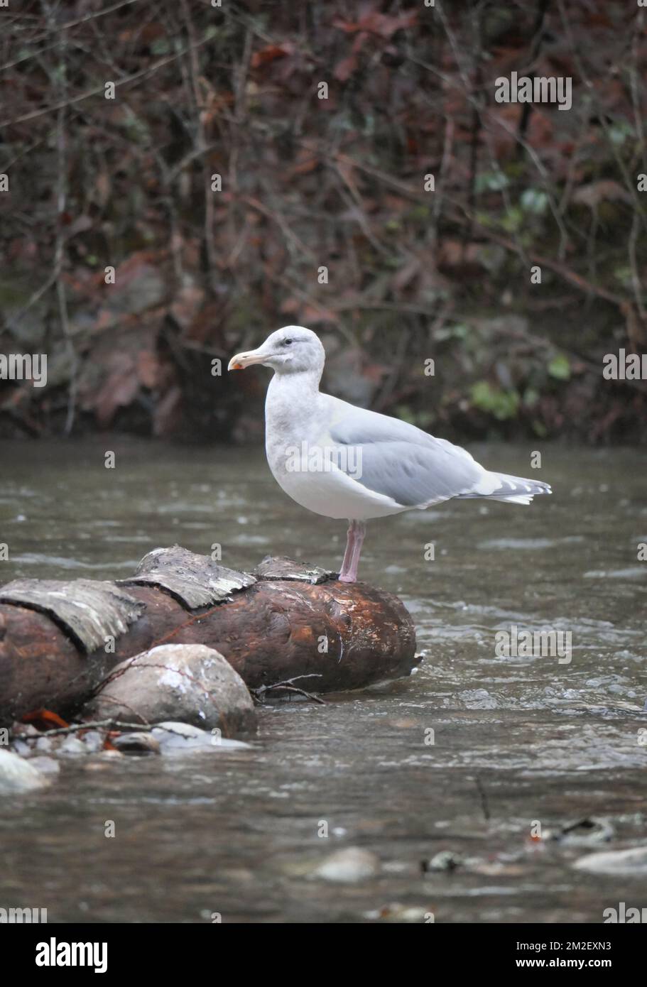 A seagull standing on a log in the Alouette River at the Golden Ears ...
