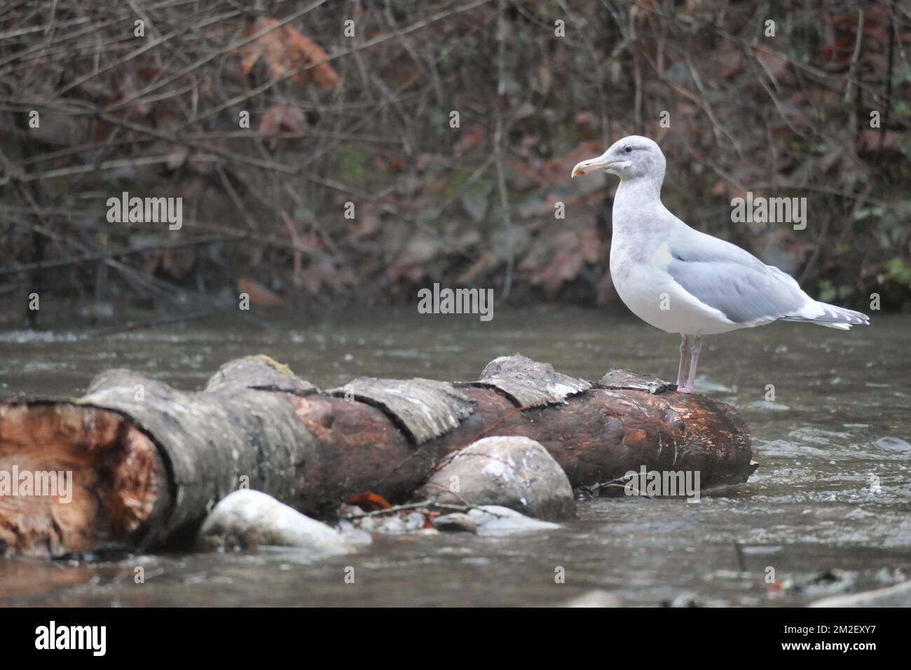 A seagull standing on a log in the Alouette River at the Golden Ears ...