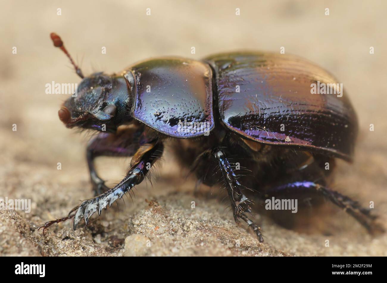 Natural closeup on a robust looking Dor or earth-boring dung beetle ...