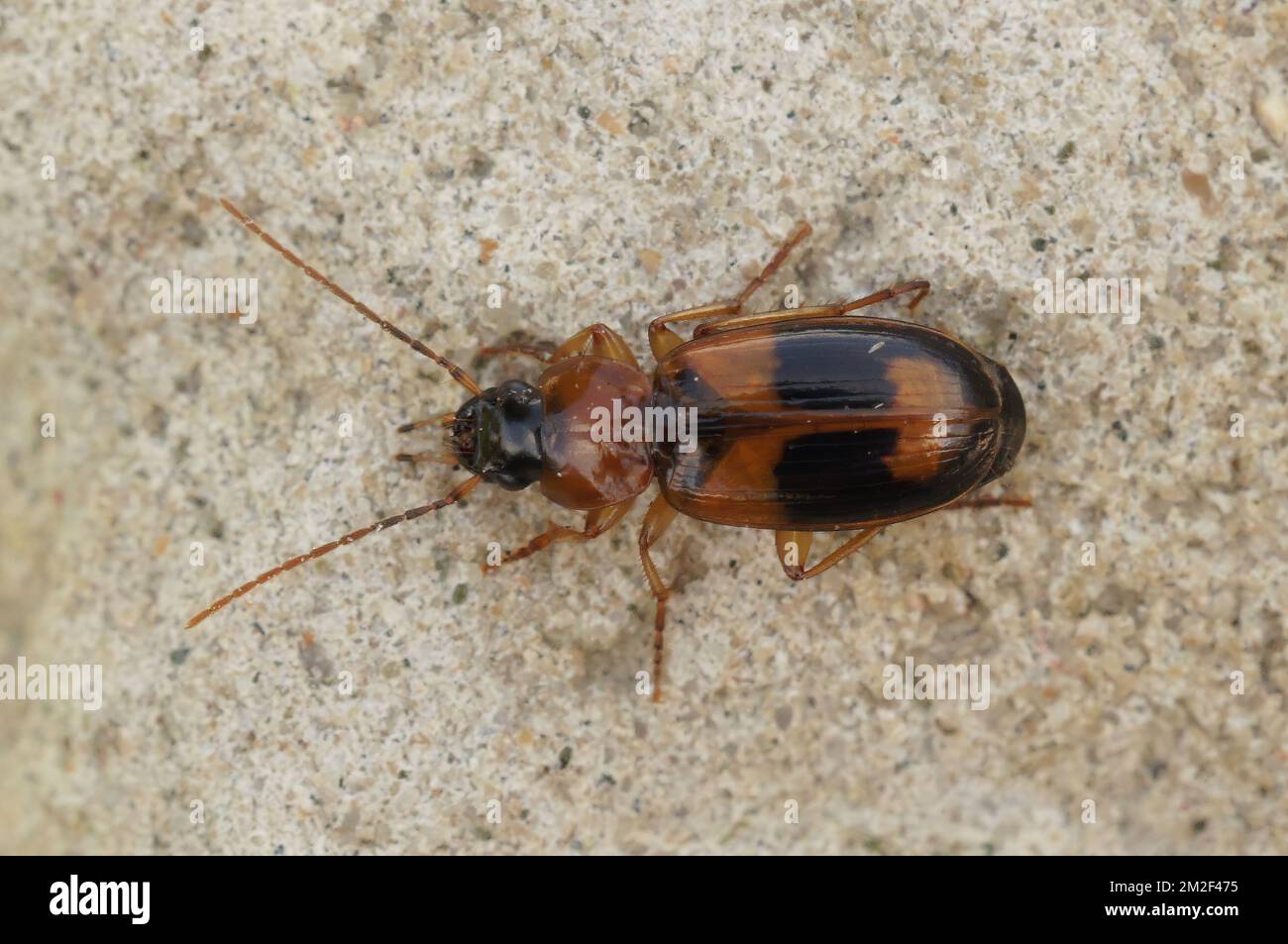 Natural closeup on a colorful orange small ground beetle, Badister ...
