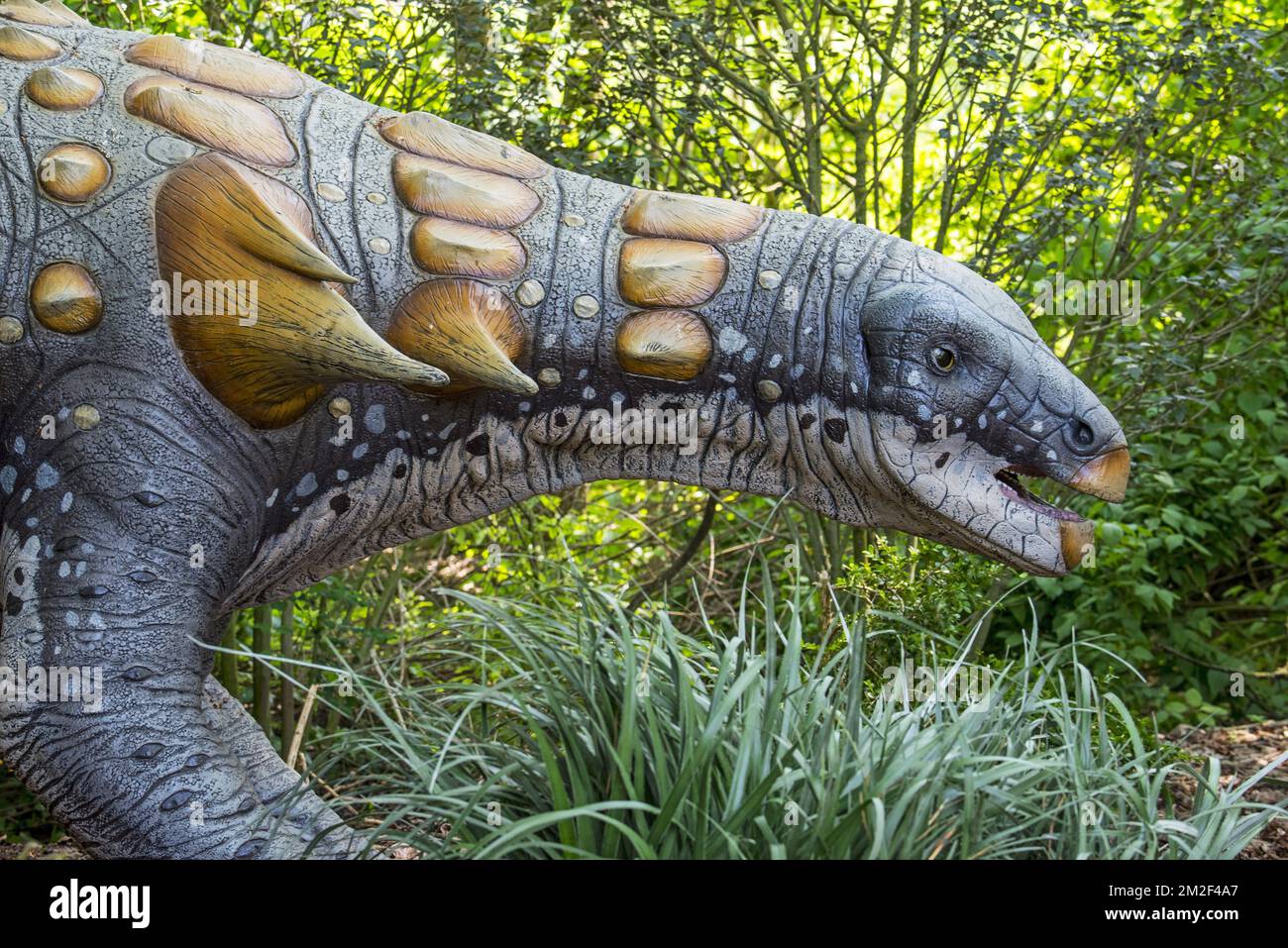 Realistic lifesize replica of Edmontonia, armoured dinosaur, part of ...