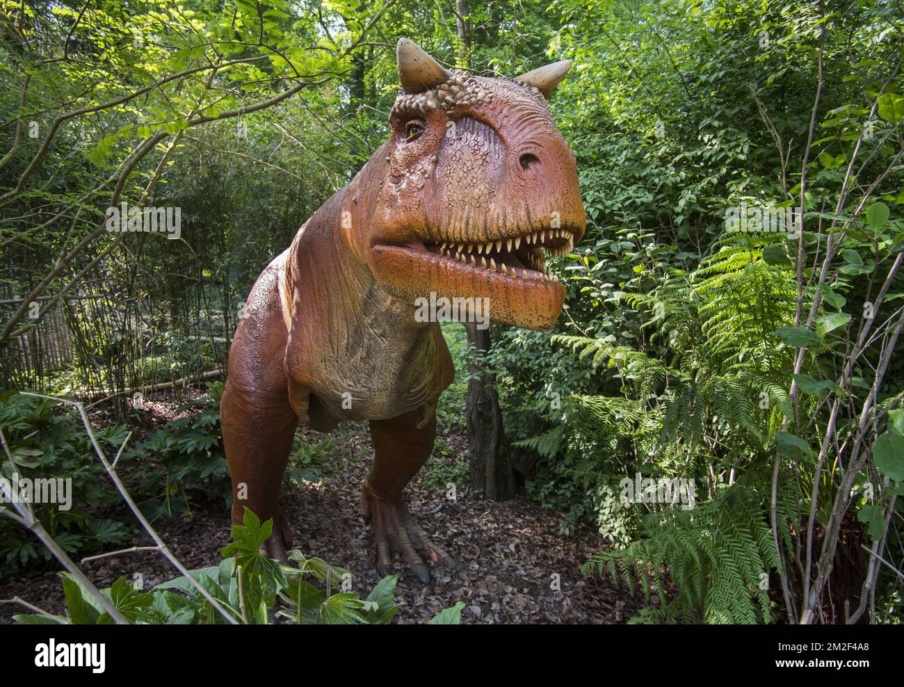 Realistic lifesize replica of Carnotaurus sastrei, theropod dinosaur ...