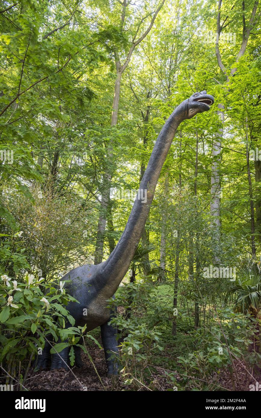Realistic lifesize replica of Brachiosaurus, sauropod dinosaur from the ...
