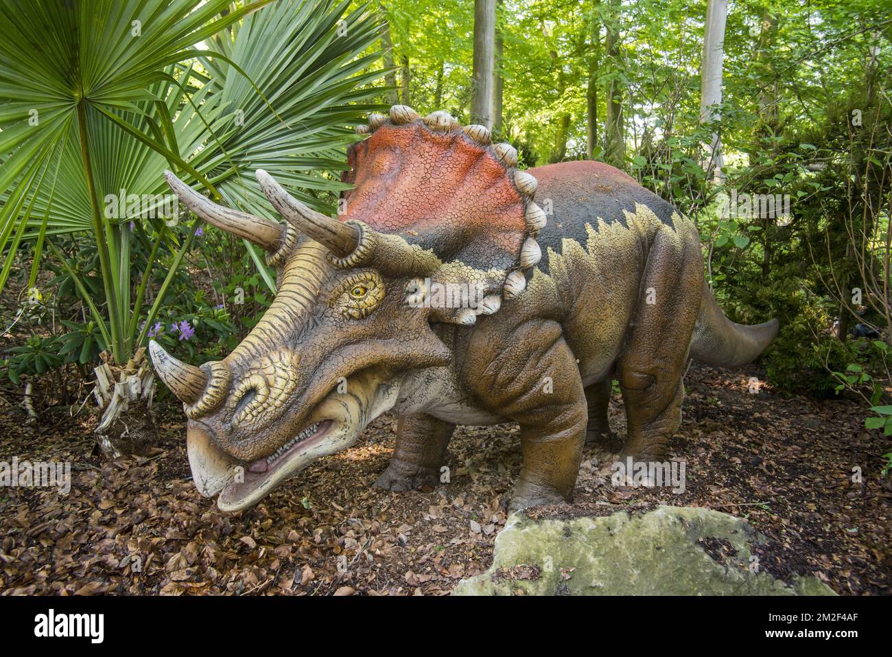 Realistic lifesize replica of Triceratops, herbivorous ceratopsid ...