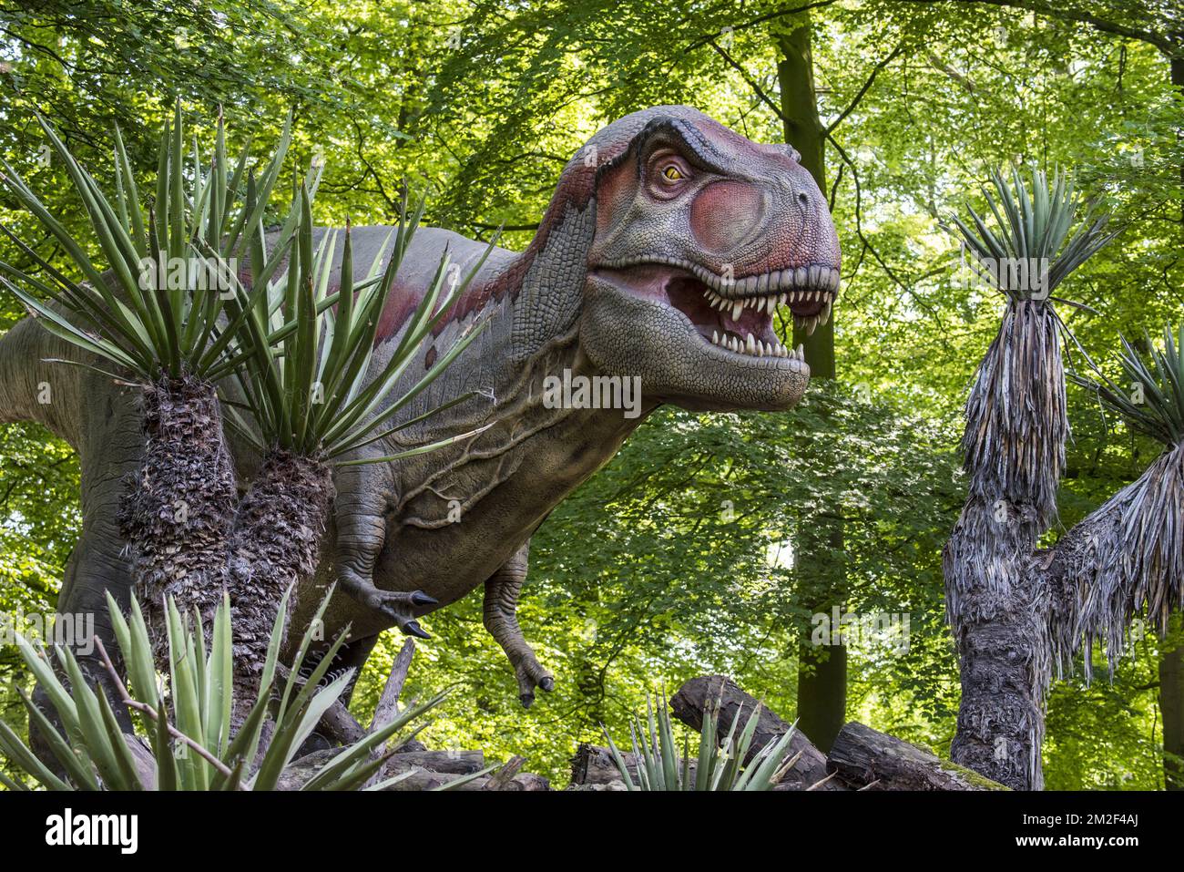 Dinosaures tyrannosaure hi-res stock photography and images - Alamy