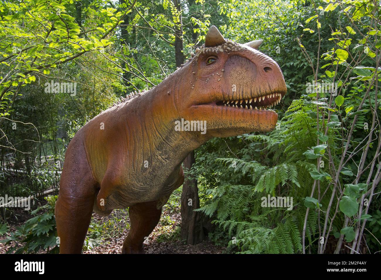 Realistic lifesize replica of Carnotaurus sastrei, theropod dinosaur ...