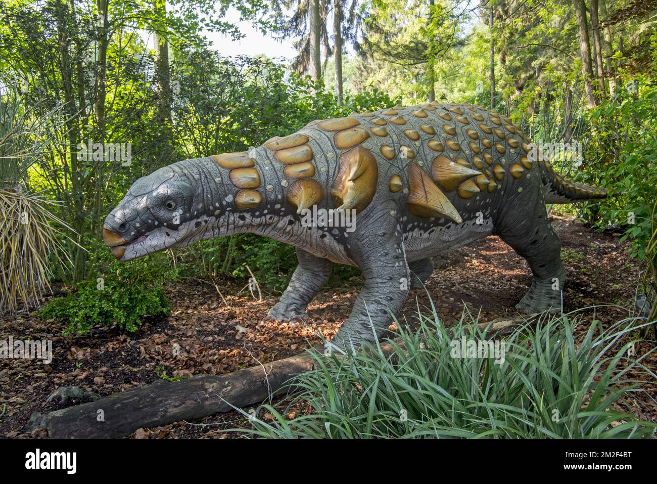 Realistic lifesize replica of Edmontonia, armoured dinosaur, part of ...