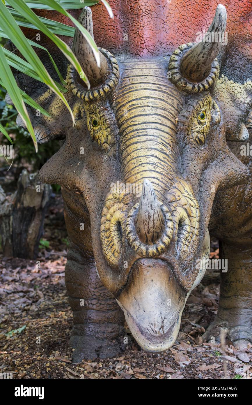 Realistic lifesize replica of Triceratops, herbivorous ceratopsid ...