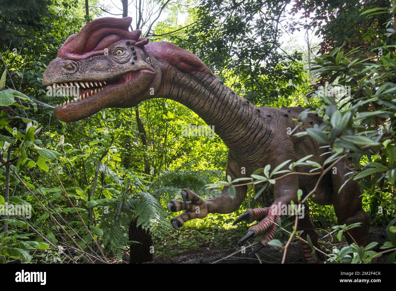 Realistic lifesize replica of Dilophosaurus, theropod dinosaur that ...