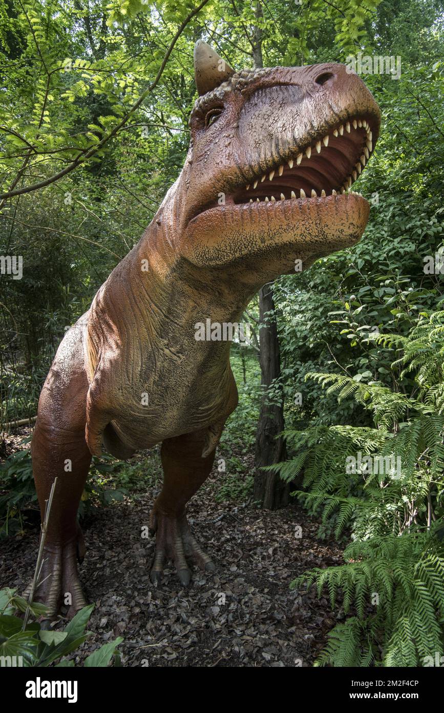 Realistic lifesize replica of Carnotaurus sastrei, theropod dinosaur ...