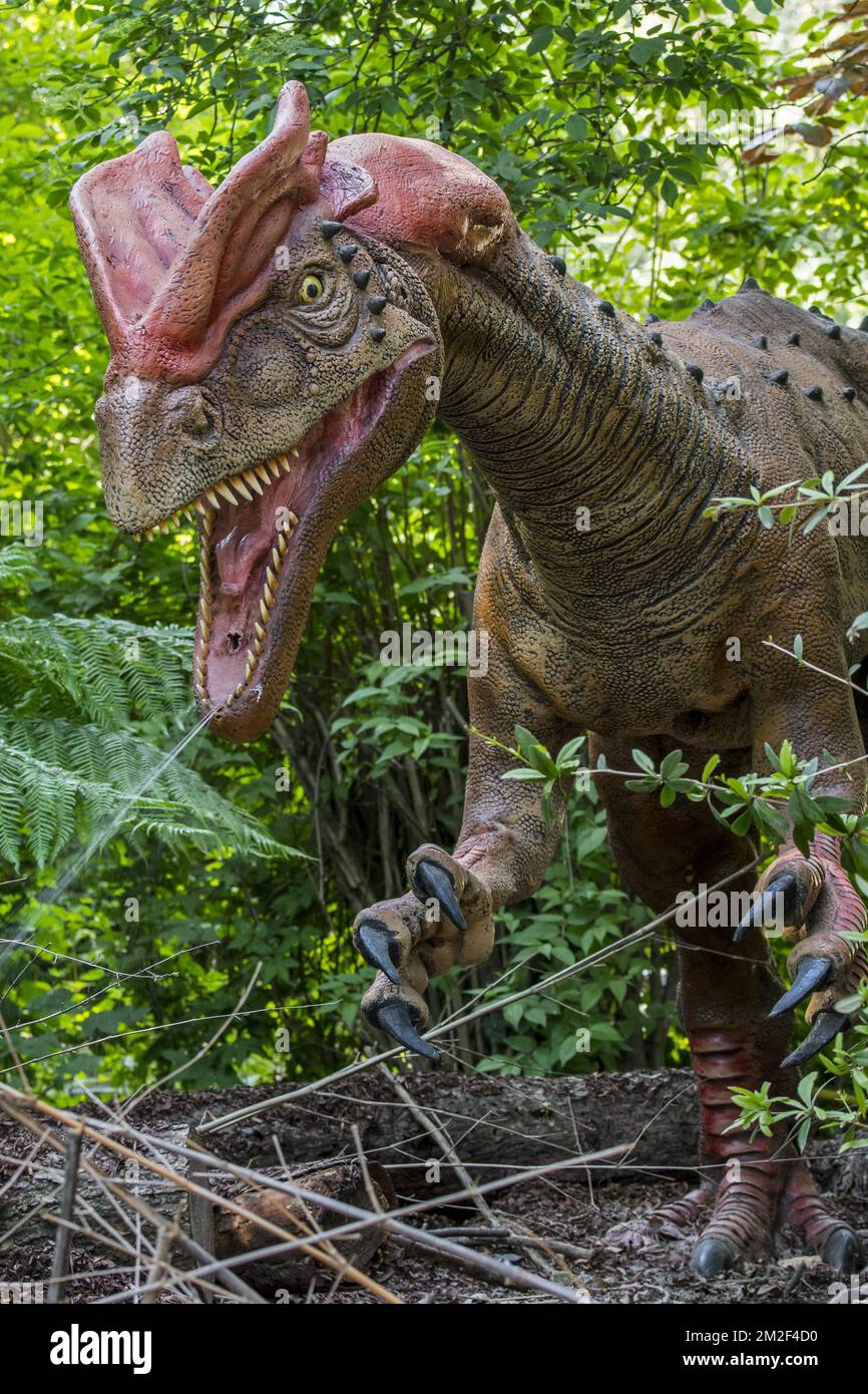 Realistic lifesize replica of Dilophosaurus, theropod dinosaur that ...