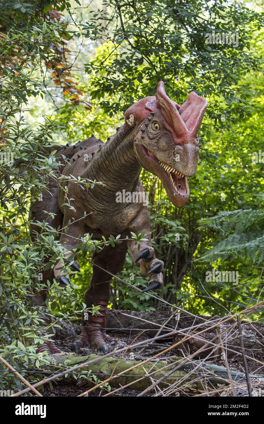 Realistic lifesize replica of Dilophosaurus, theropod dinosaur that ...