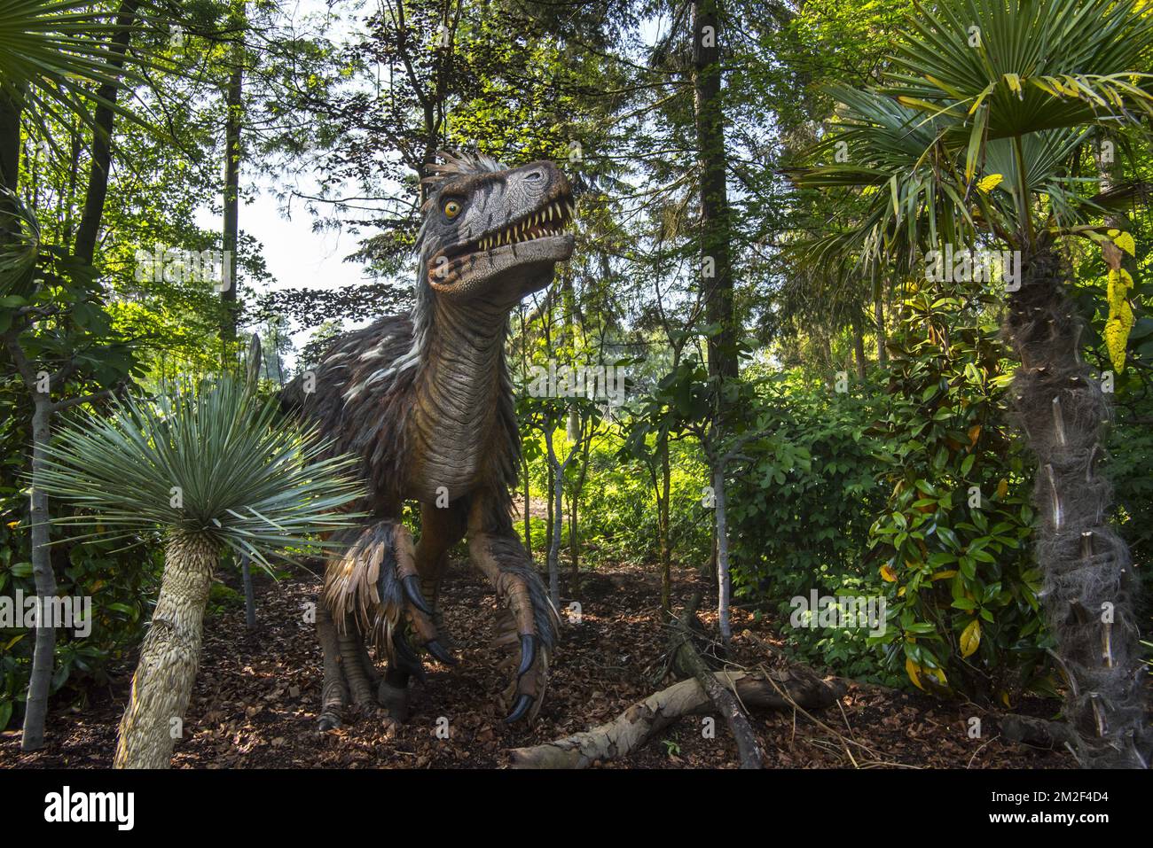 Realistic lifesize replica of Utahraptor ostrommaysorum, theropod ...