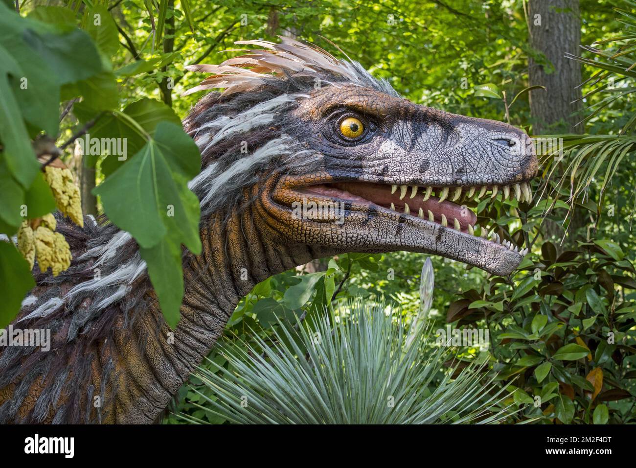 Realistic lifesize replica of Utahraptor ostrommaysorum, theropod ...