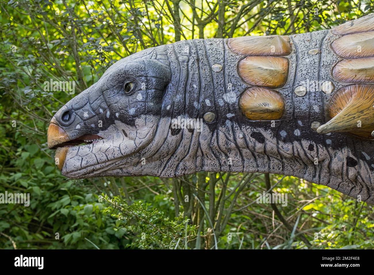 Realistic lifesize replica of Edmontonia, armoured dinosaur, part of ...
