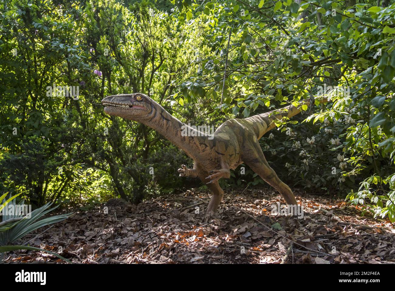 Realistic lifesize replica of Coelophysis, coelophysid theropod ...