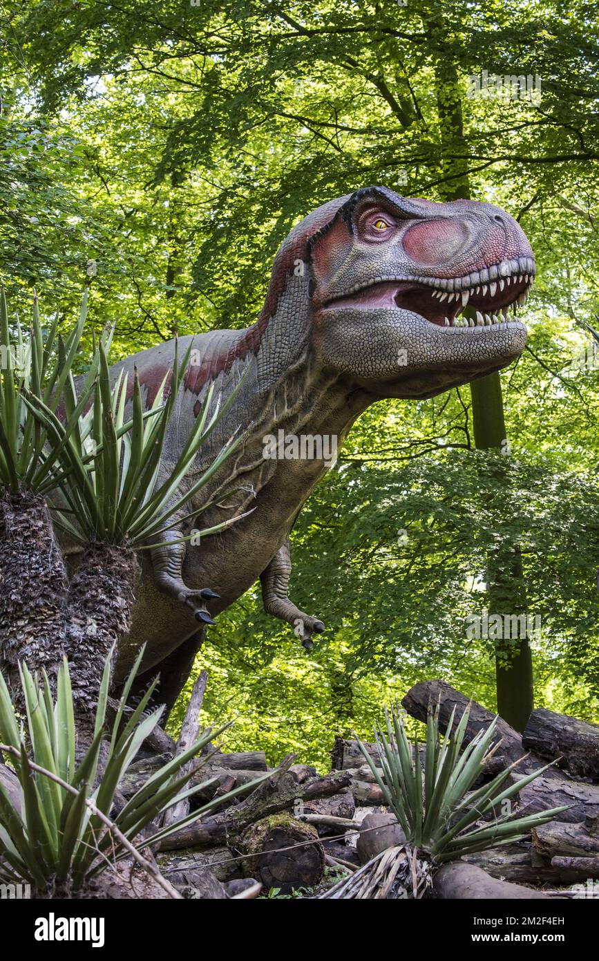 Realistic lifesize replica of Tyrannosaurus rex, coelurosaurian ...
