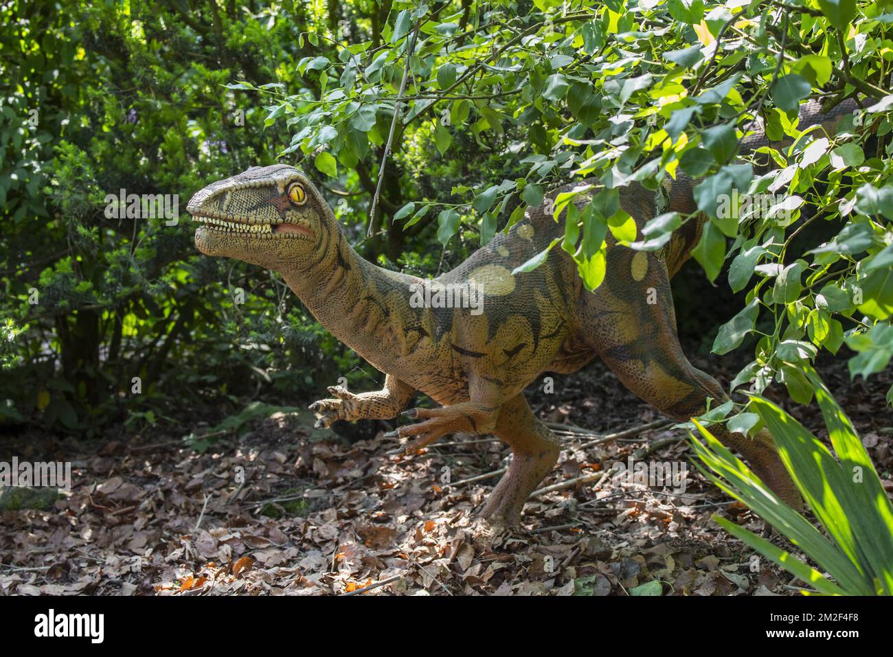 Realistic lifesize replica of Coelophysis, coelophysid theropod ...
