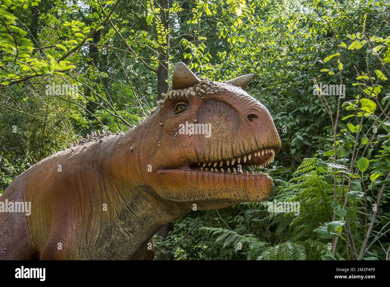 Realistic lifesize replica of Carnotaurus sastrei, theropod dinosaur ...