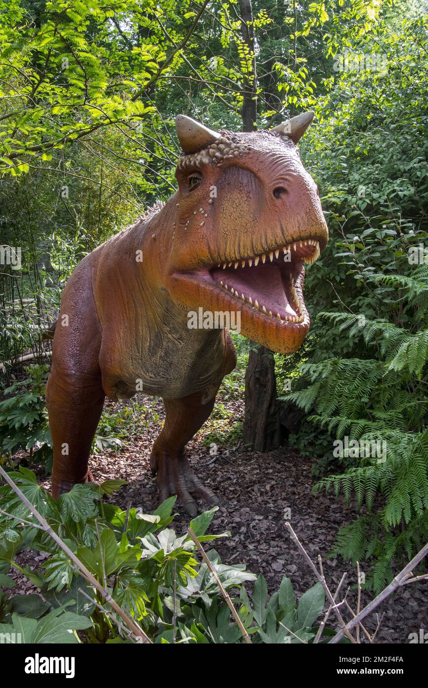 Realistic lifesize replica of Carnotaurus sastrei, theropod dinosaur ...