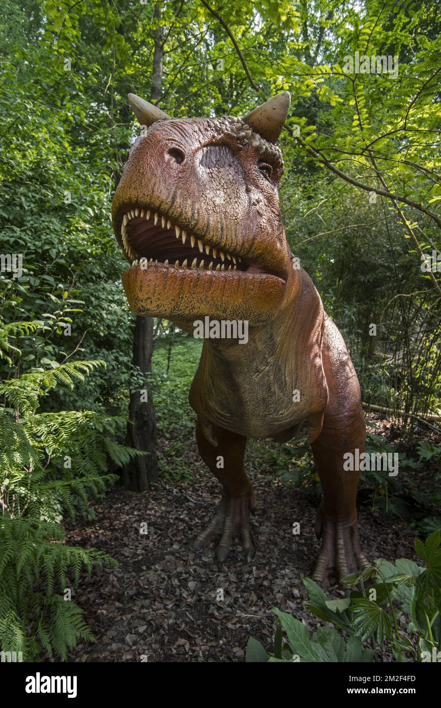 Realistic lifesize replica of Carnotaurus sastrei, theropod dinosaur ...