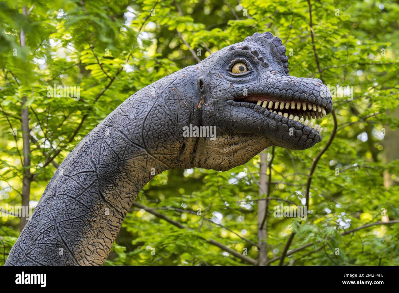 Realistic lifesize replica of Brachiosaurus, sauropod dinosaur from the ...