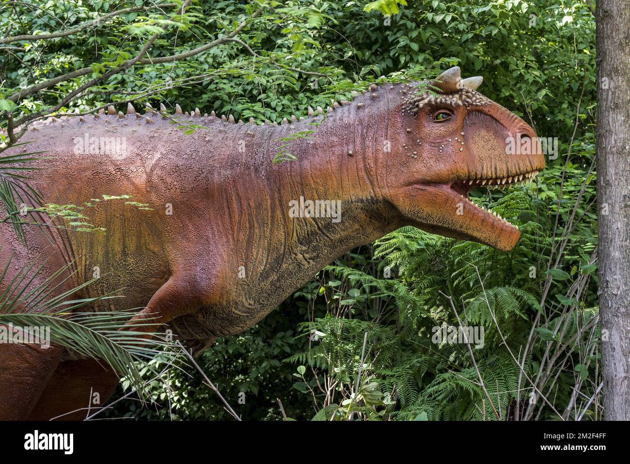Realistic lifesize replica of Carnotaurus sastrei, theropod dinosaur ...