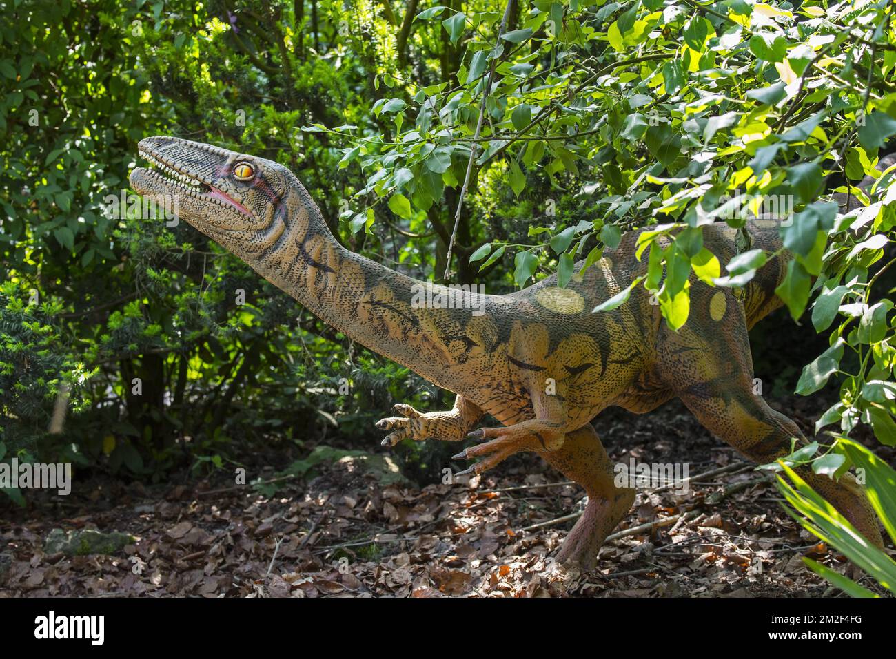 Realistic lifesize replica of Coelophysis, coelophysid theropod ...