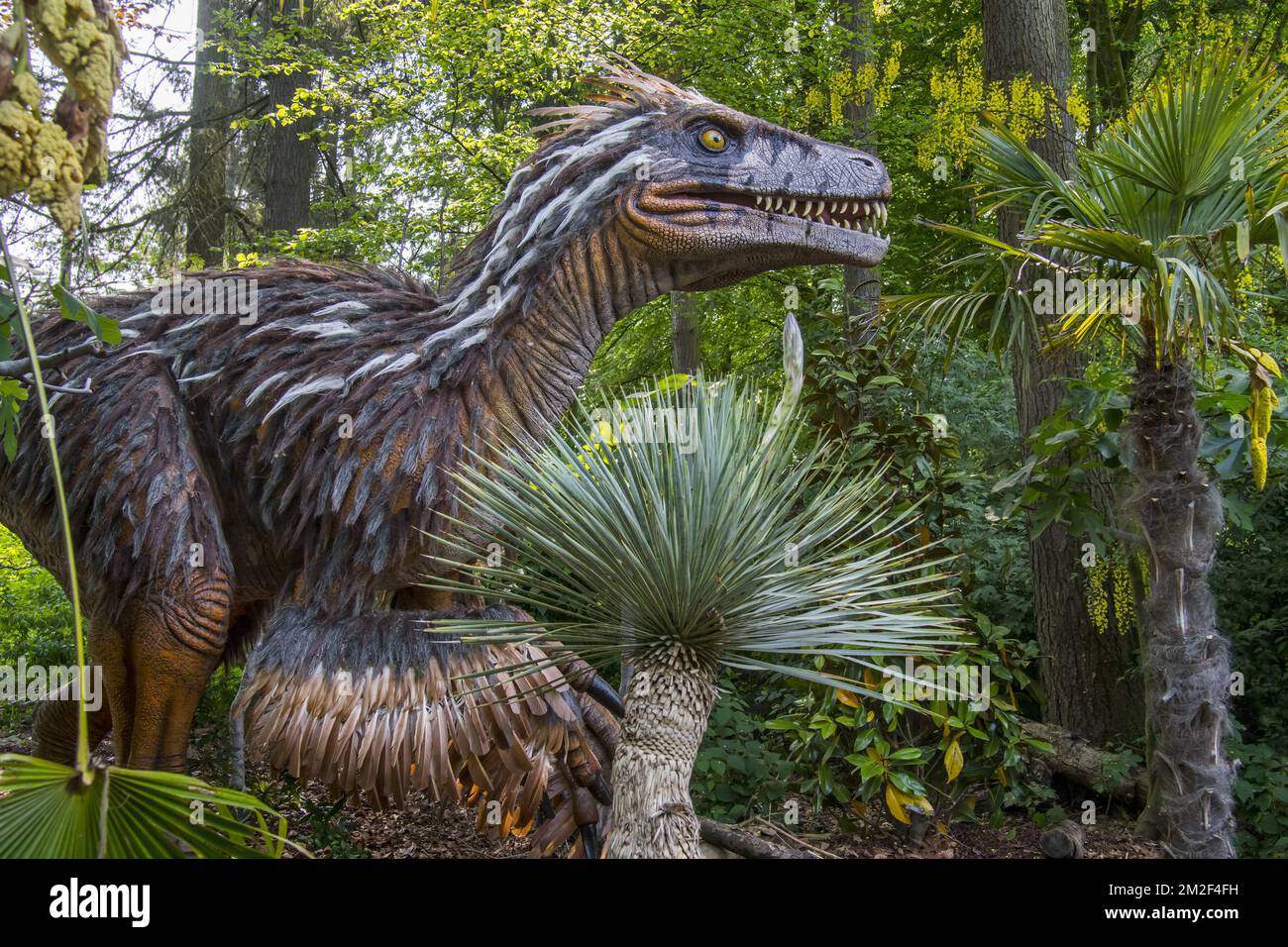 Realistic lifesize replica of Utahraptor ostrommaysorum, theropod ...