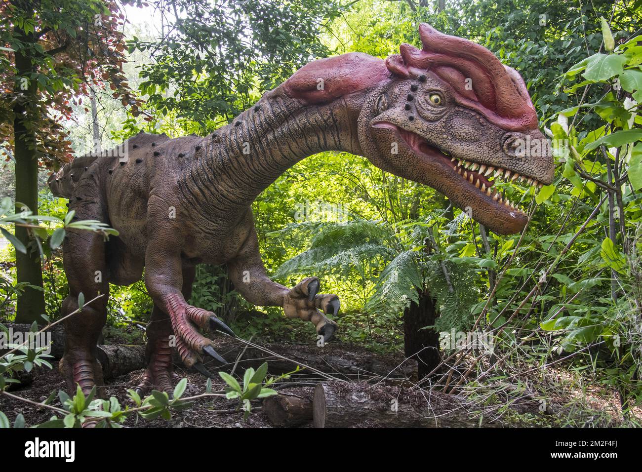 Realistic lifesize replica of Dilophosaurus, theropod dinosaur that ...
