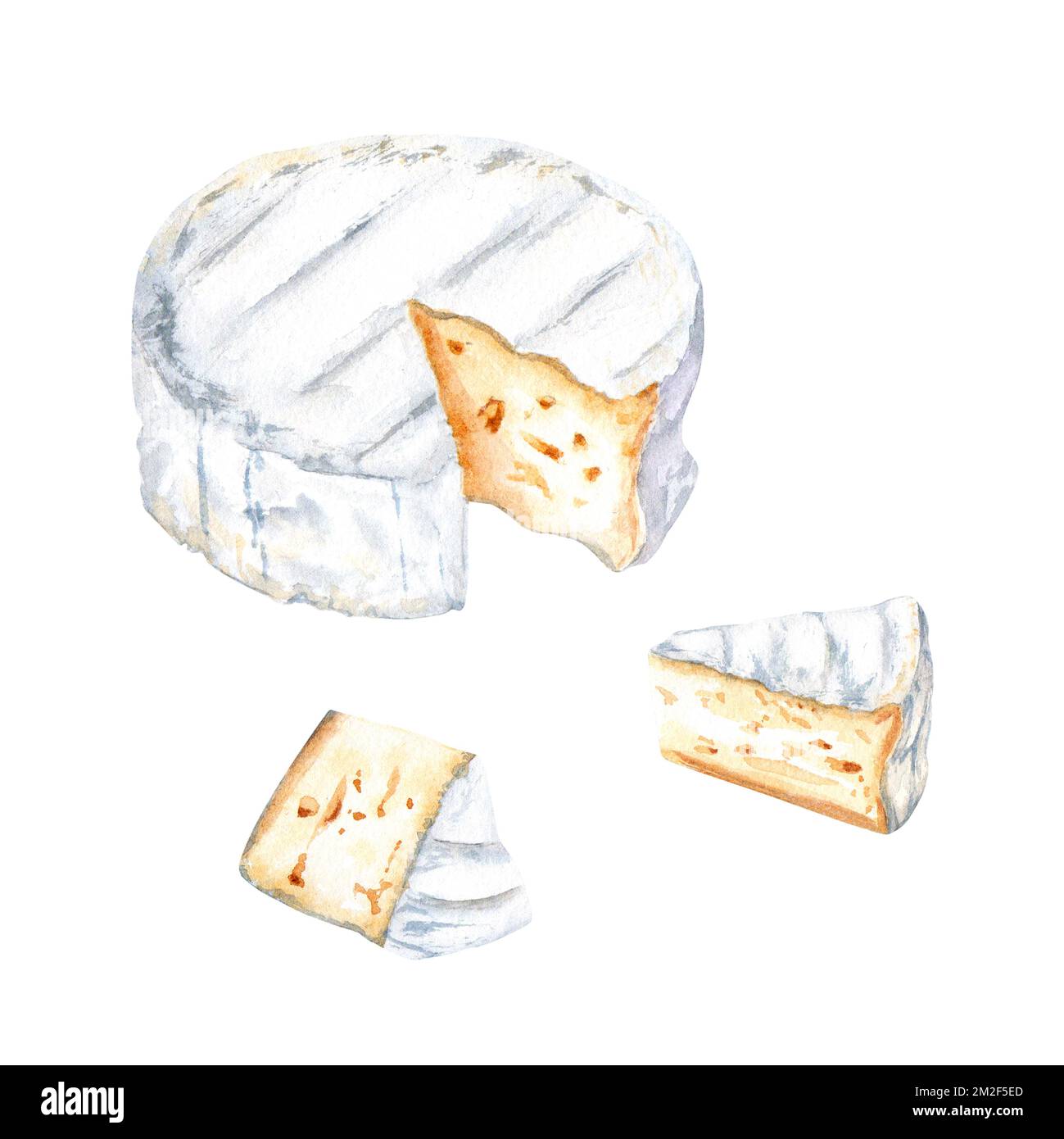 Brie, Camembert cheese set. Hand drawn watercolor illustration isolated ...