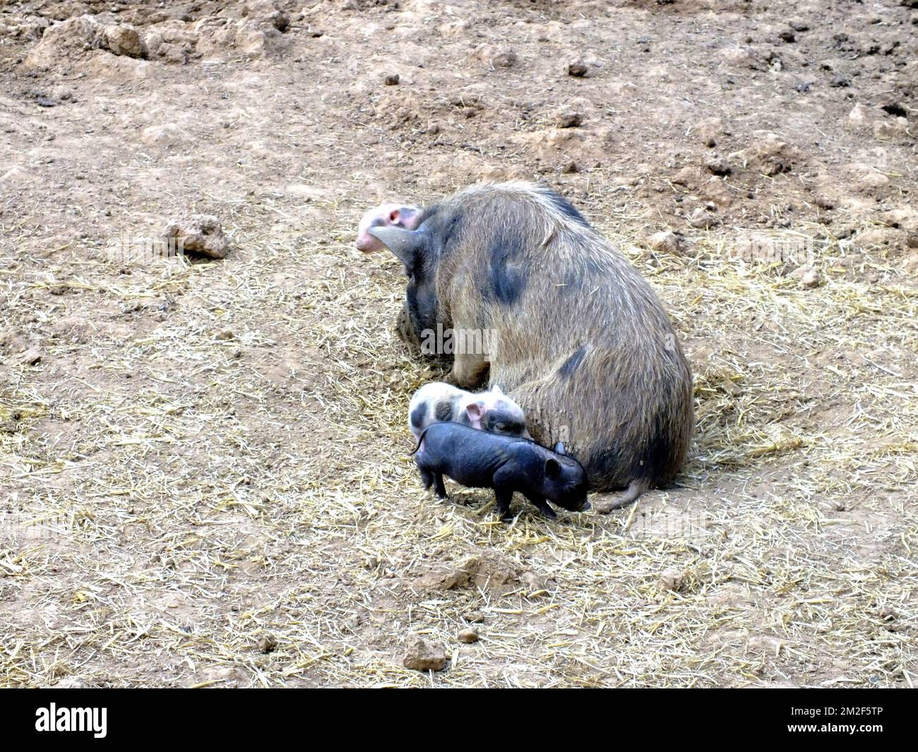 Farm animals | Animaux de la ferme cochons et porcelets 13/05/2018 ...