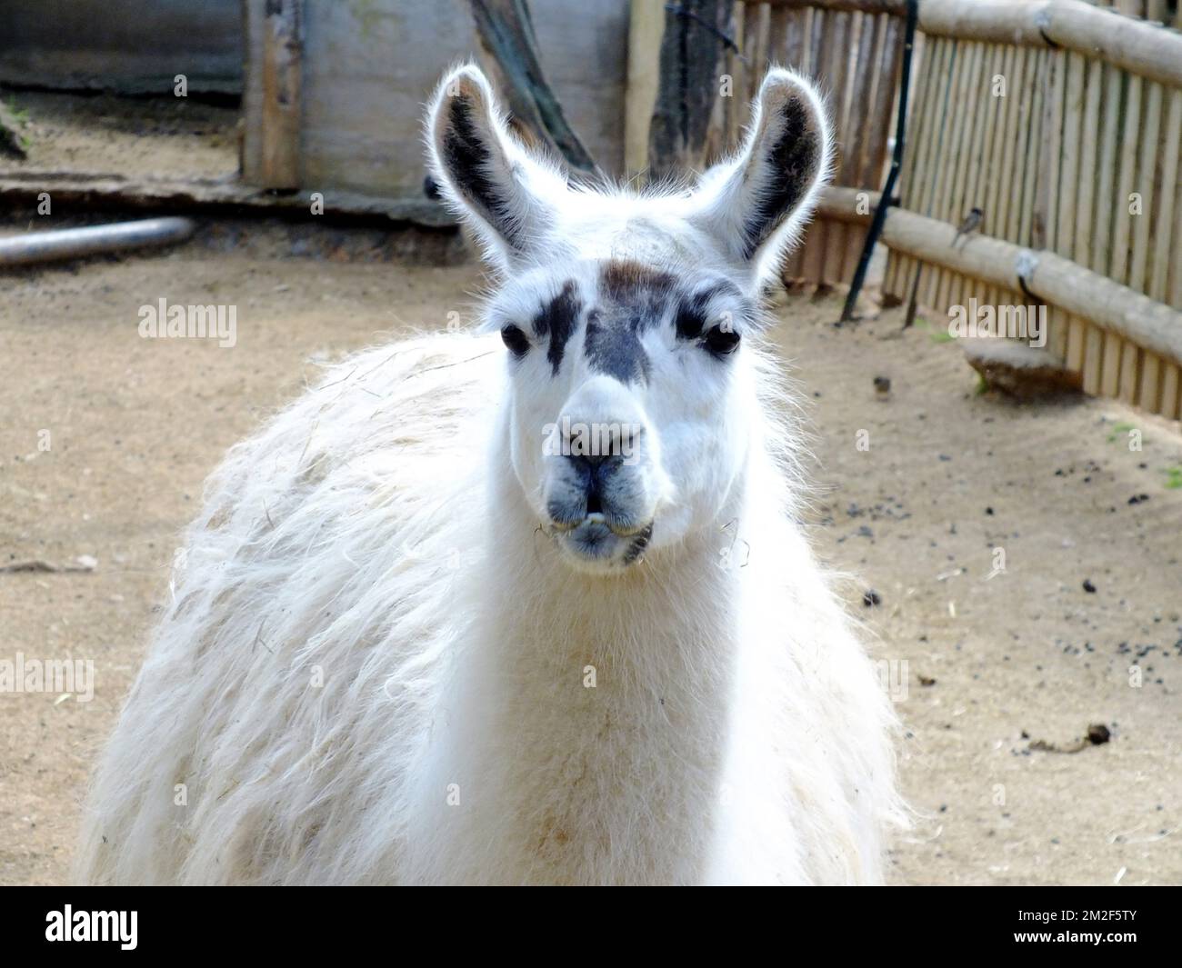 Lama animale hi-res stock photography and images - Alamy
