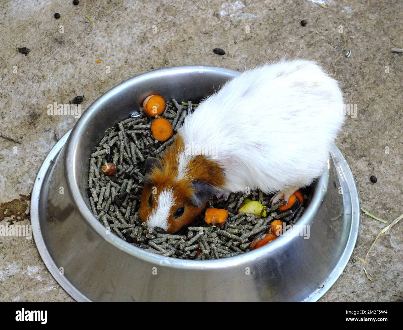 Farm animals | Animaux de la ferme cochon d'inde 13/05/2018 Stock Photo ...