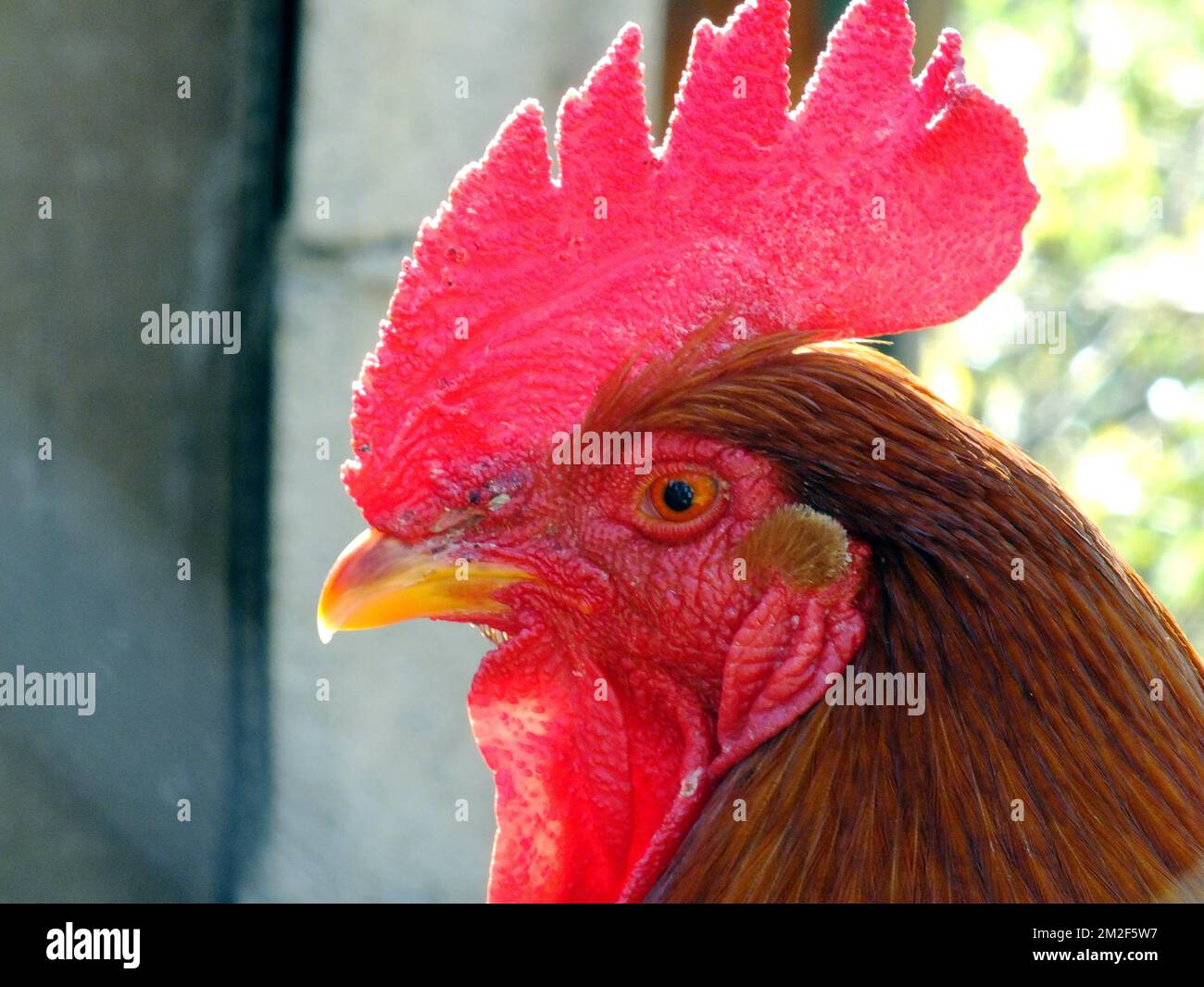 animal cock | Animal coq 13/05/2018 Stock Photo - Alamy